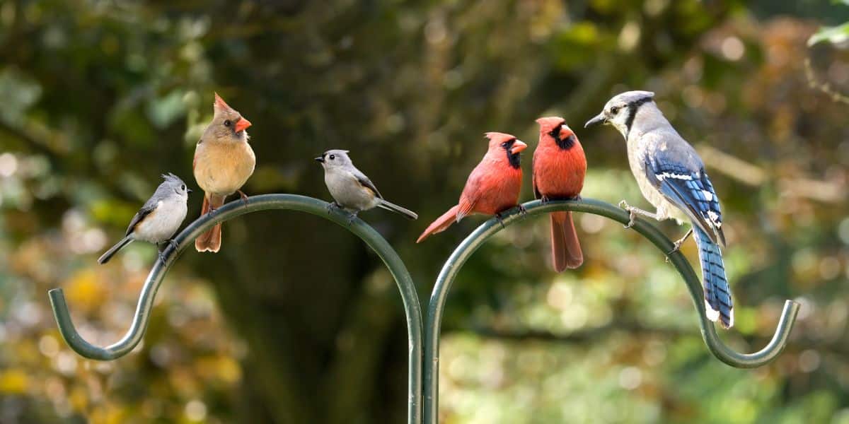 Bring the wild into your backyard – how to create a natural habitat for ...