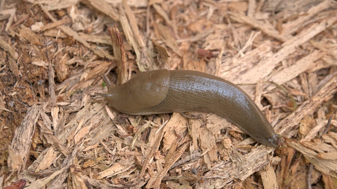 Gardens will become a ‘no-go’ area for slugs with just 2 leftover scraps
