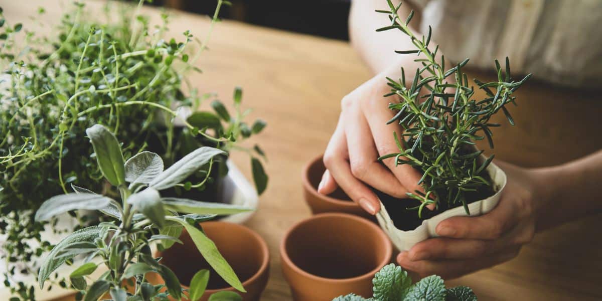The easiest herbs to grow at home – 6 delicious plants anyone can ...